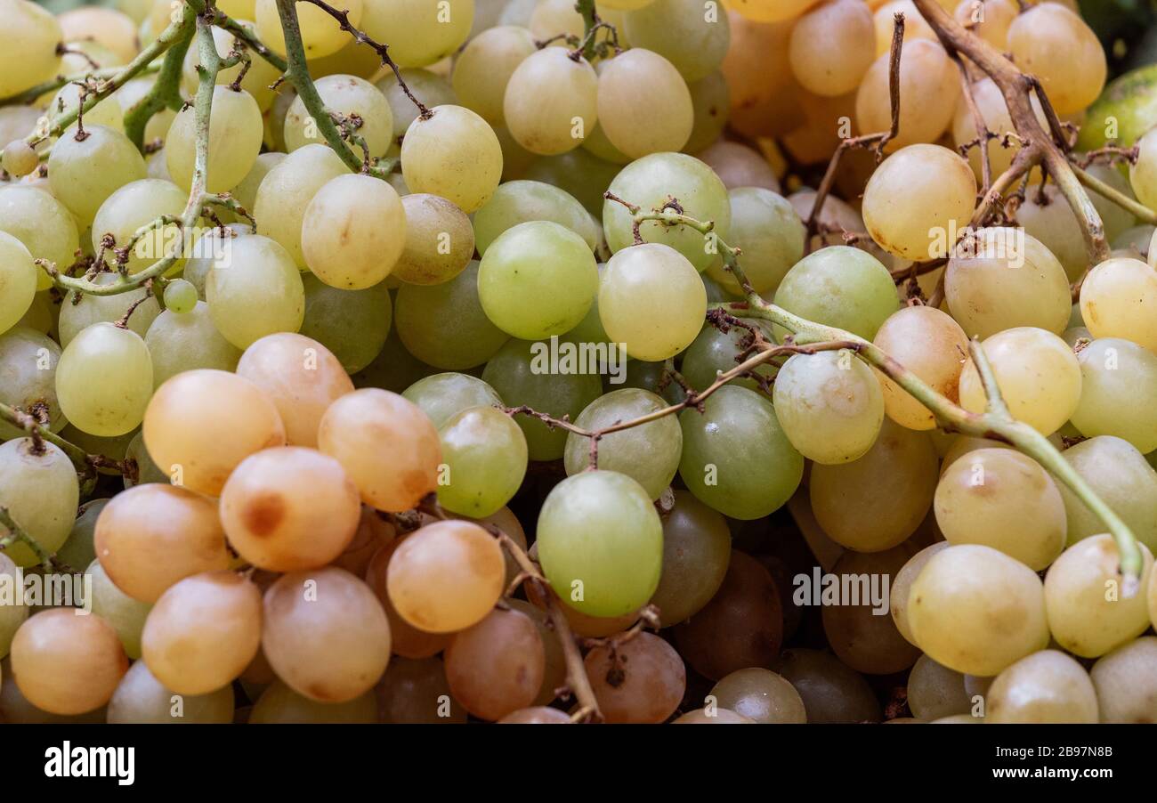 Bunch of ripe raw grapes of Madeira island, Portugal Stock Photo - Alamy