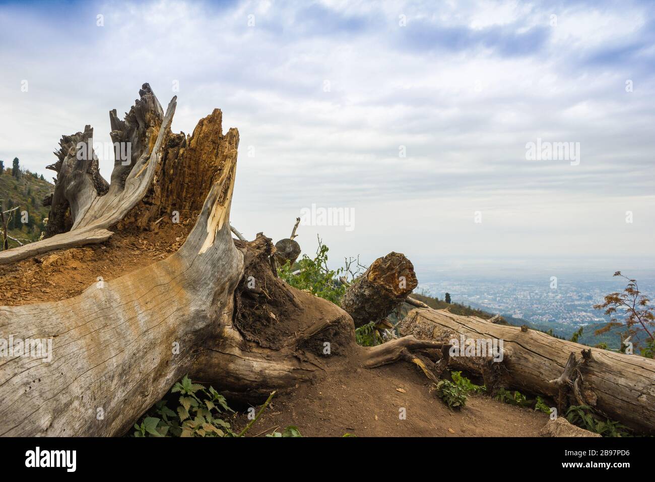 This view of two large beaver chewed tree stumps and felled trees with ...
