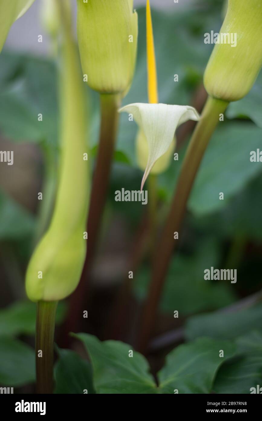 Zantedeschia Calla Lily Zantedeschia Aethiopica Araceae Spathe Spadix ...