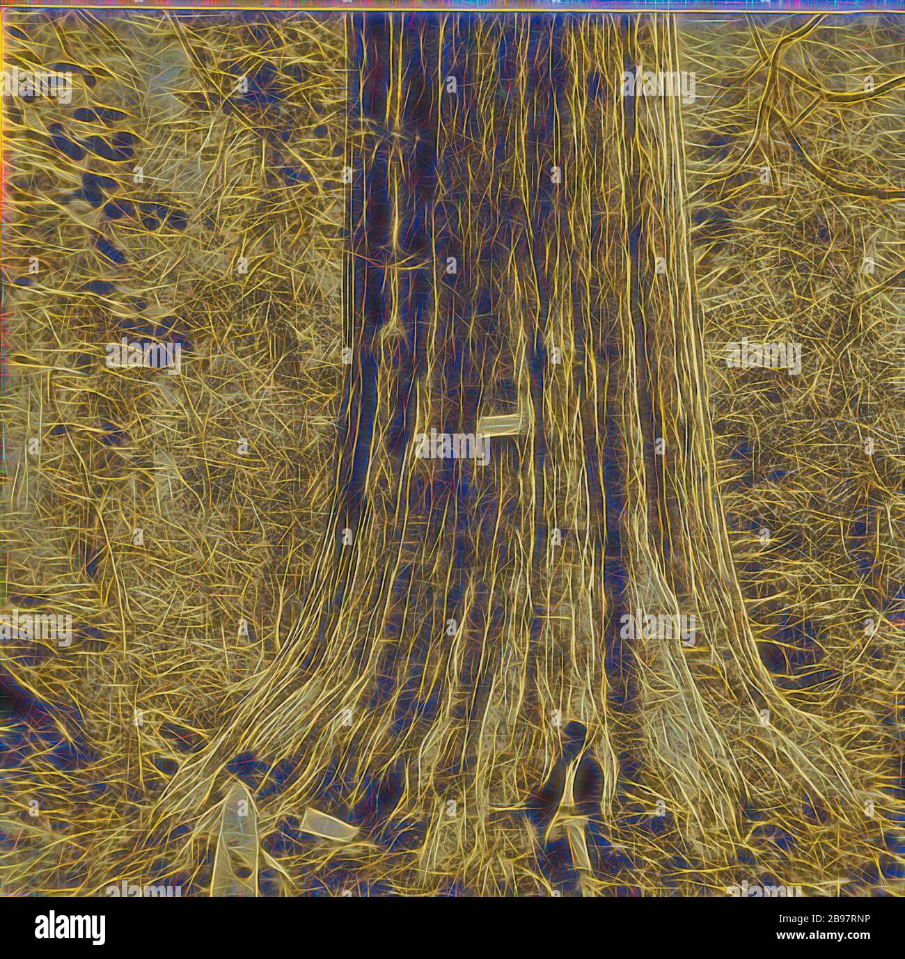 Big Tree - George Washington, 284 feet high, 52 feet circumference ...