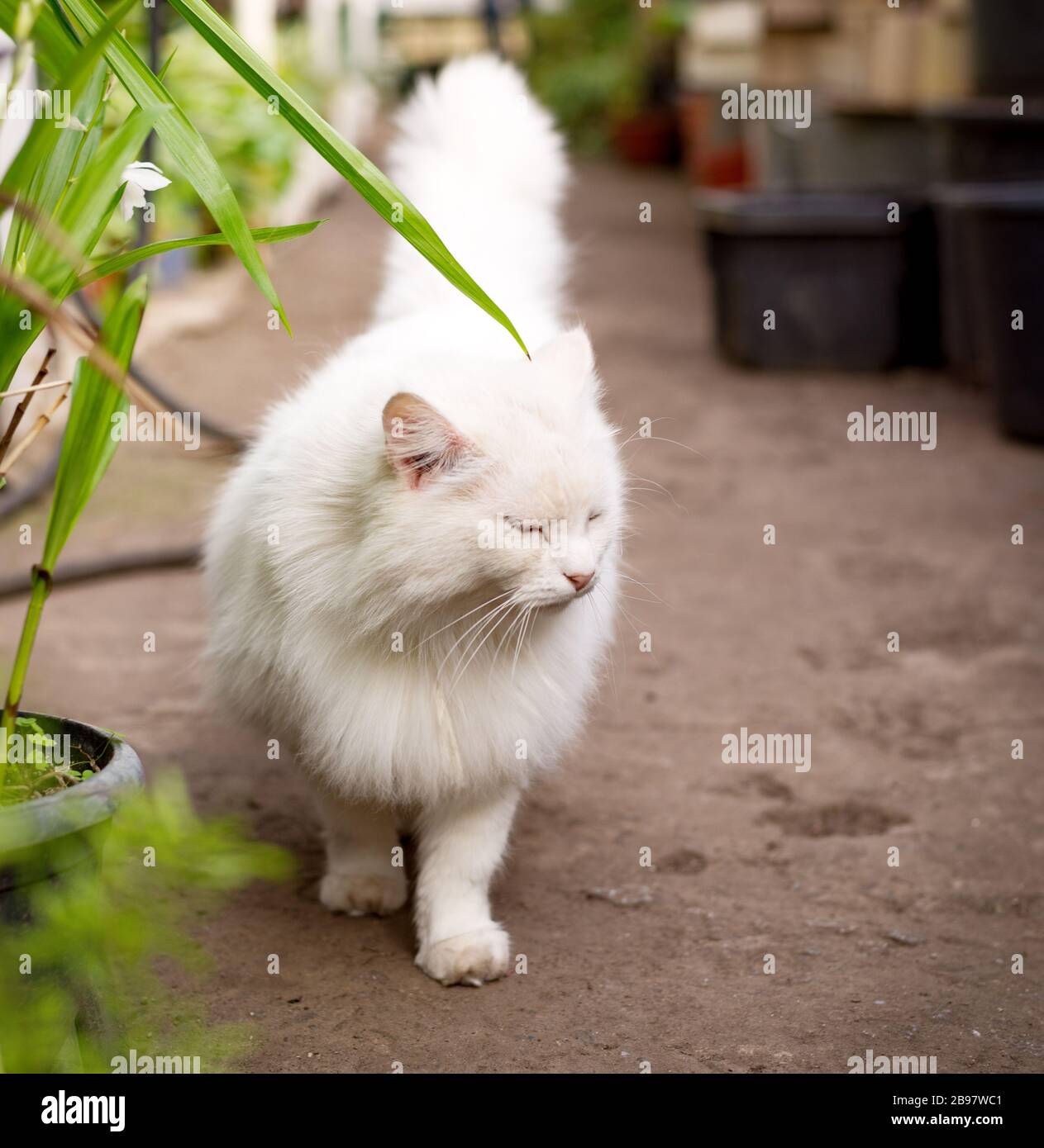 Angora Cat High Resolution Stock Photography and Images - Alamy