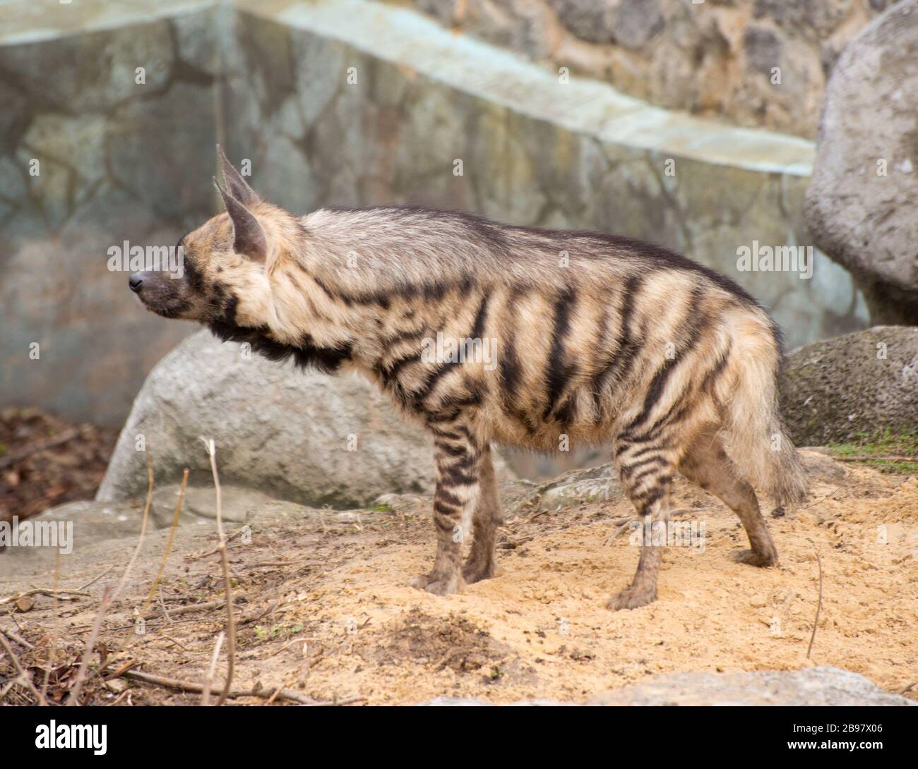 Young Striped Hyena, crocuta, in All its Glory. Wild African Animal in ...