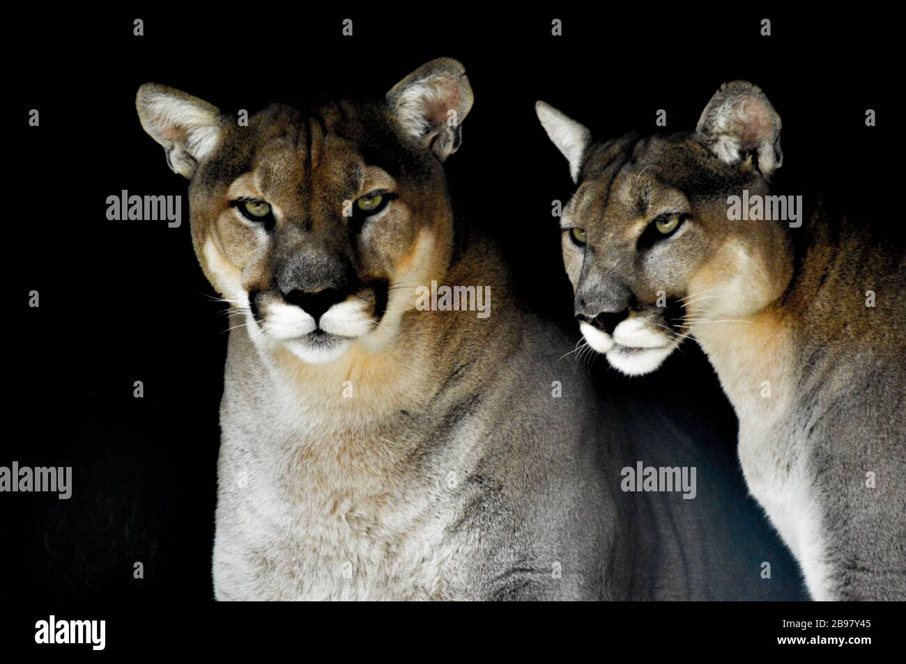 Portrait of a captive Cougar also known as Puma or panther in a Zoo in ...