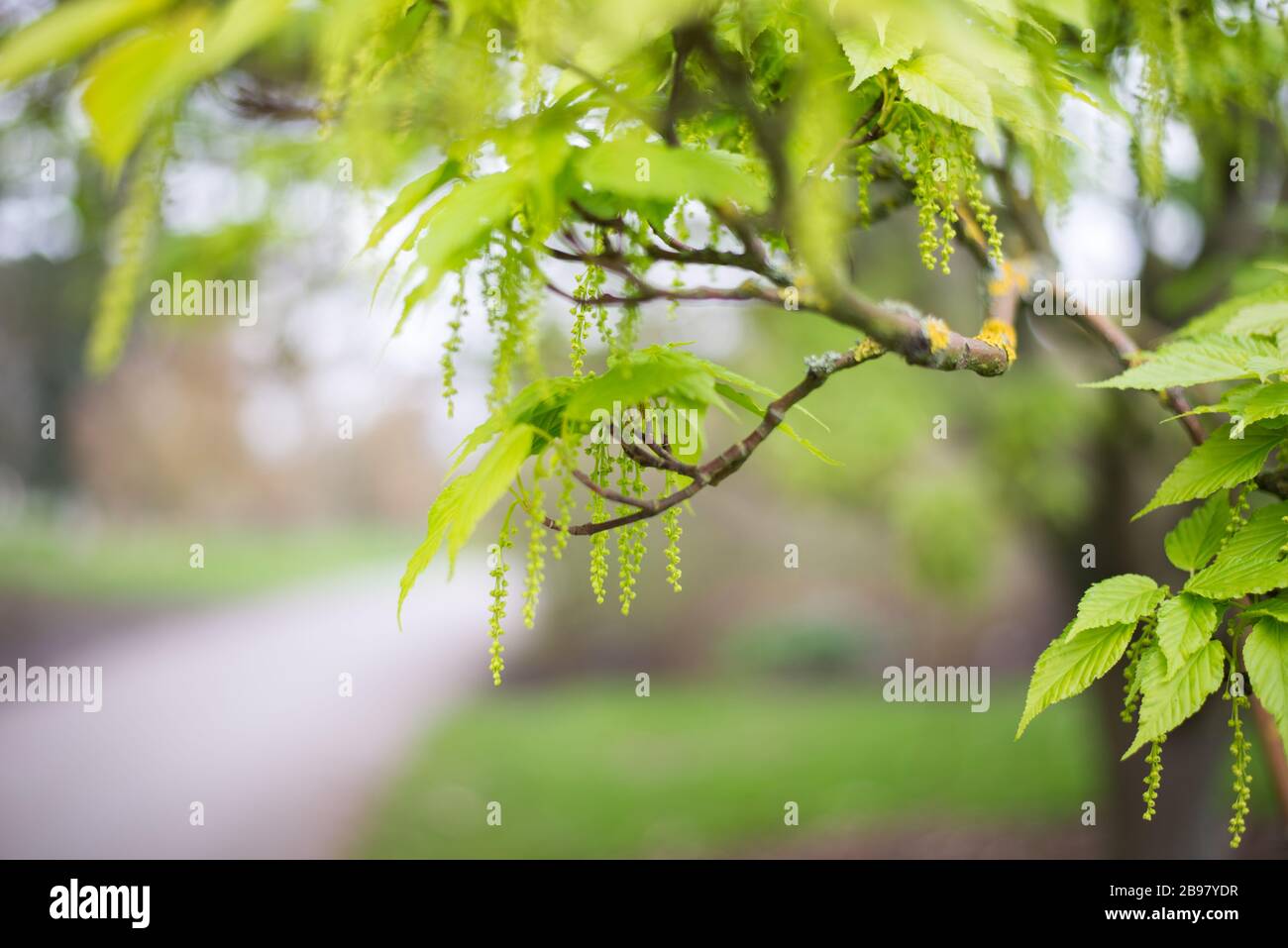 Tree Branch Pollen in the Royal Botanical Gardens at Kew, Richmond ...