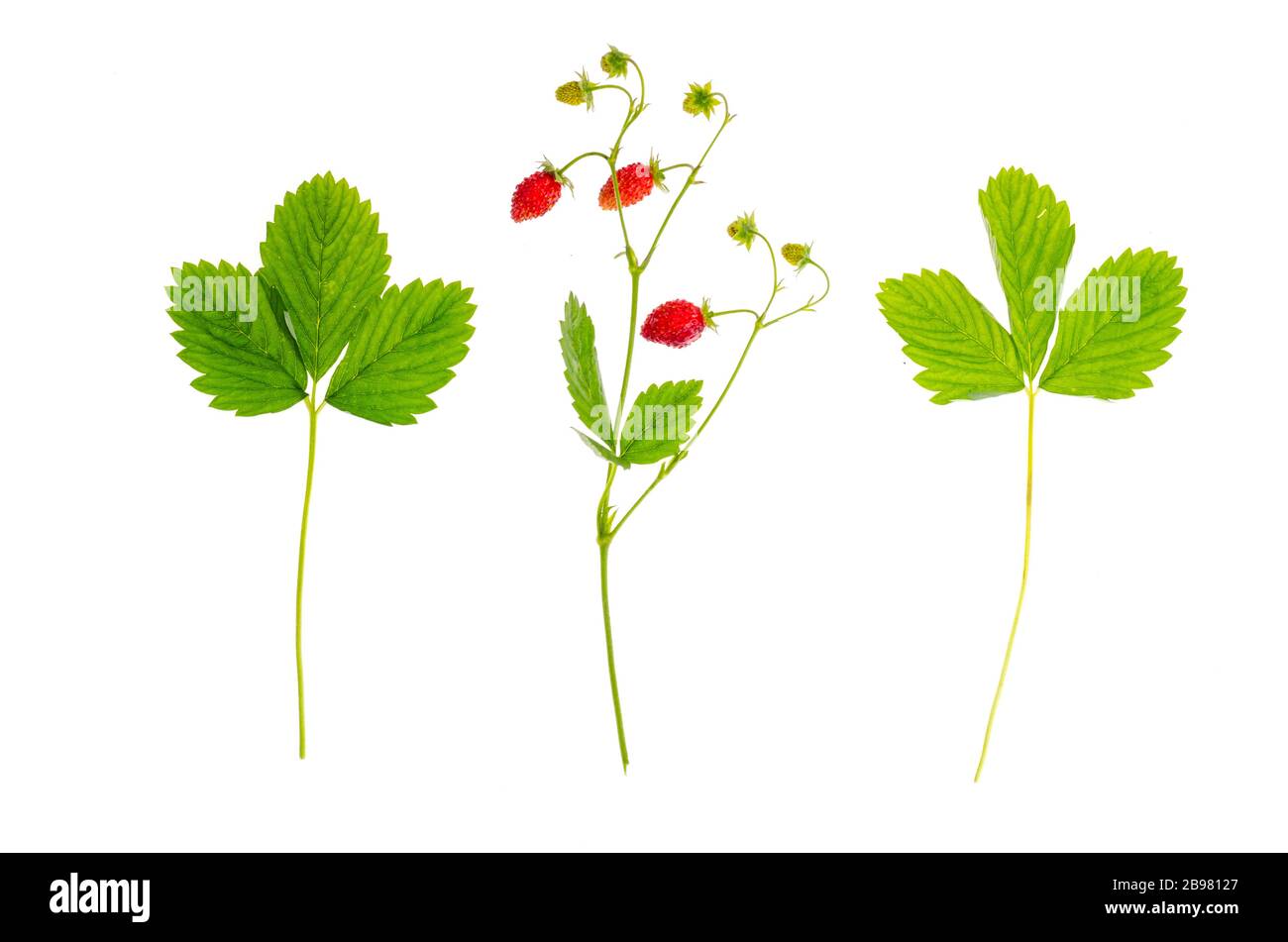 Strawberry branch with ripe red berries and green leaves. Studio Photo ...
