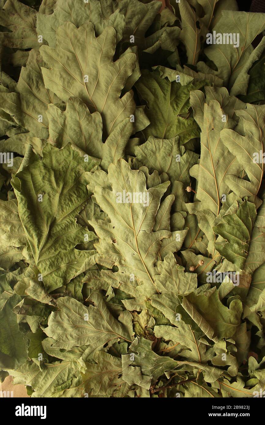 Oak leaves vertical background Stock Photo - Alamy