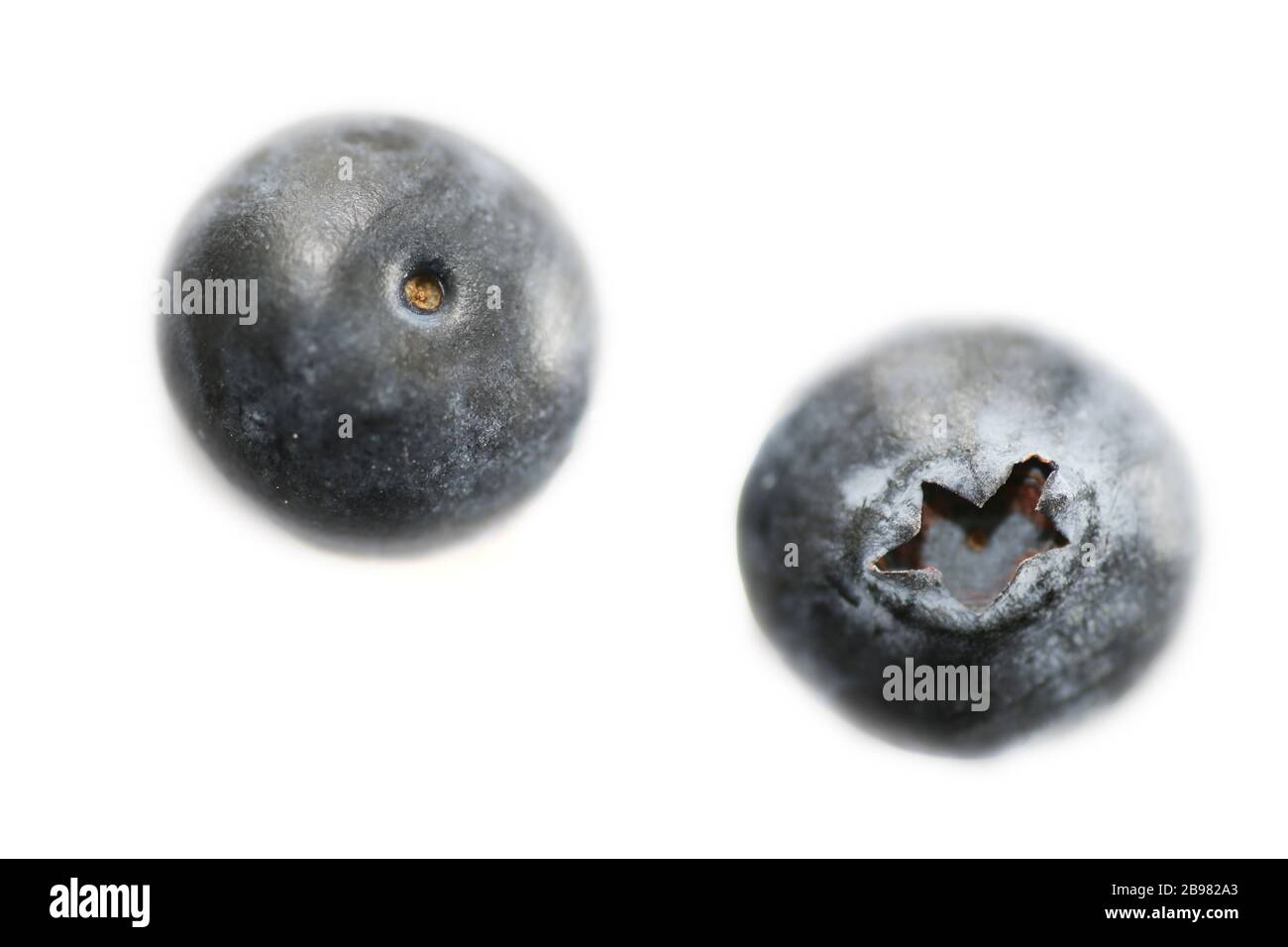 blueberry detail - detail of front and back of blueberry Stock Photo ...