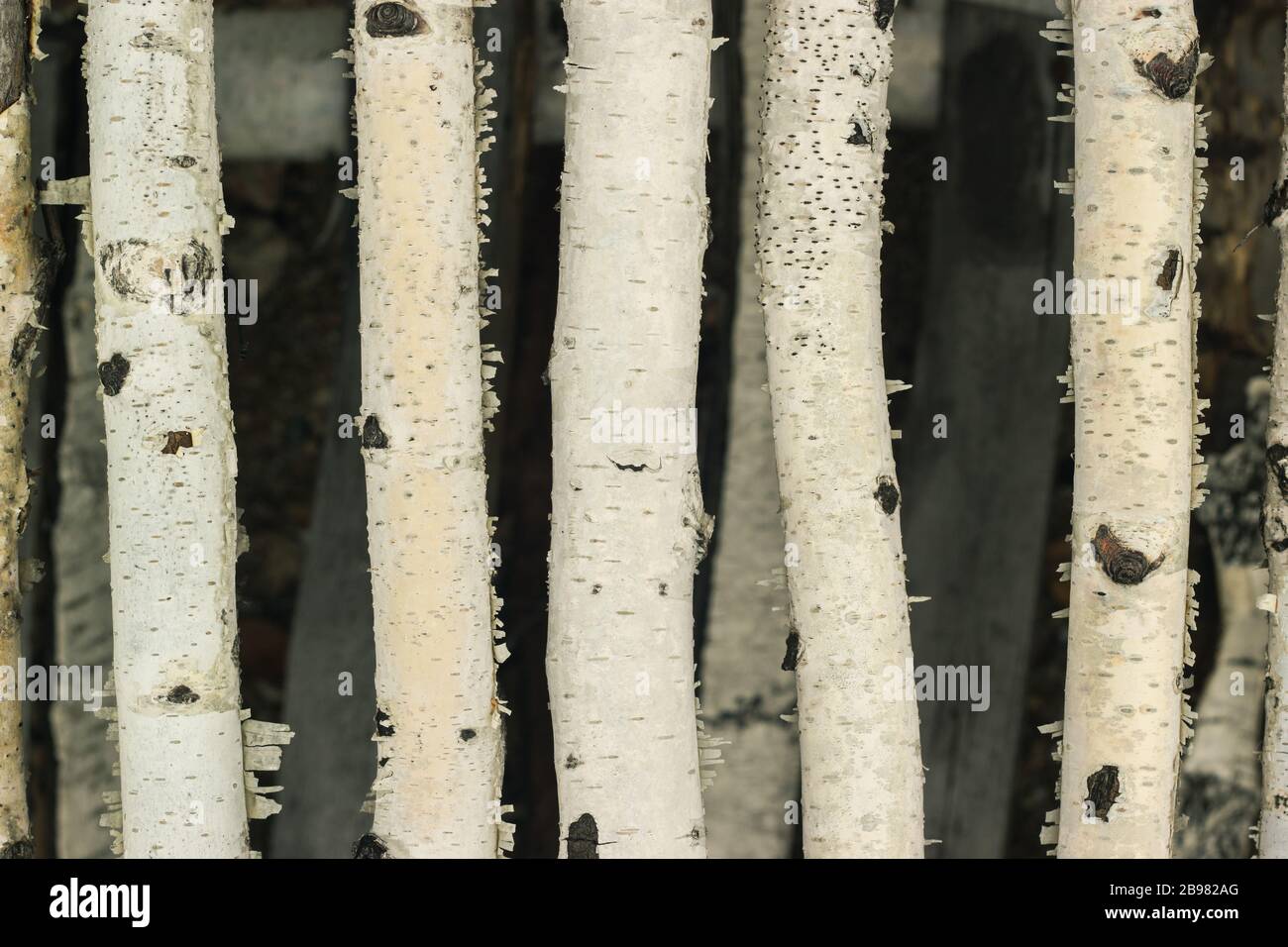 Birch sticks hi-res stock photography and images - Alamy