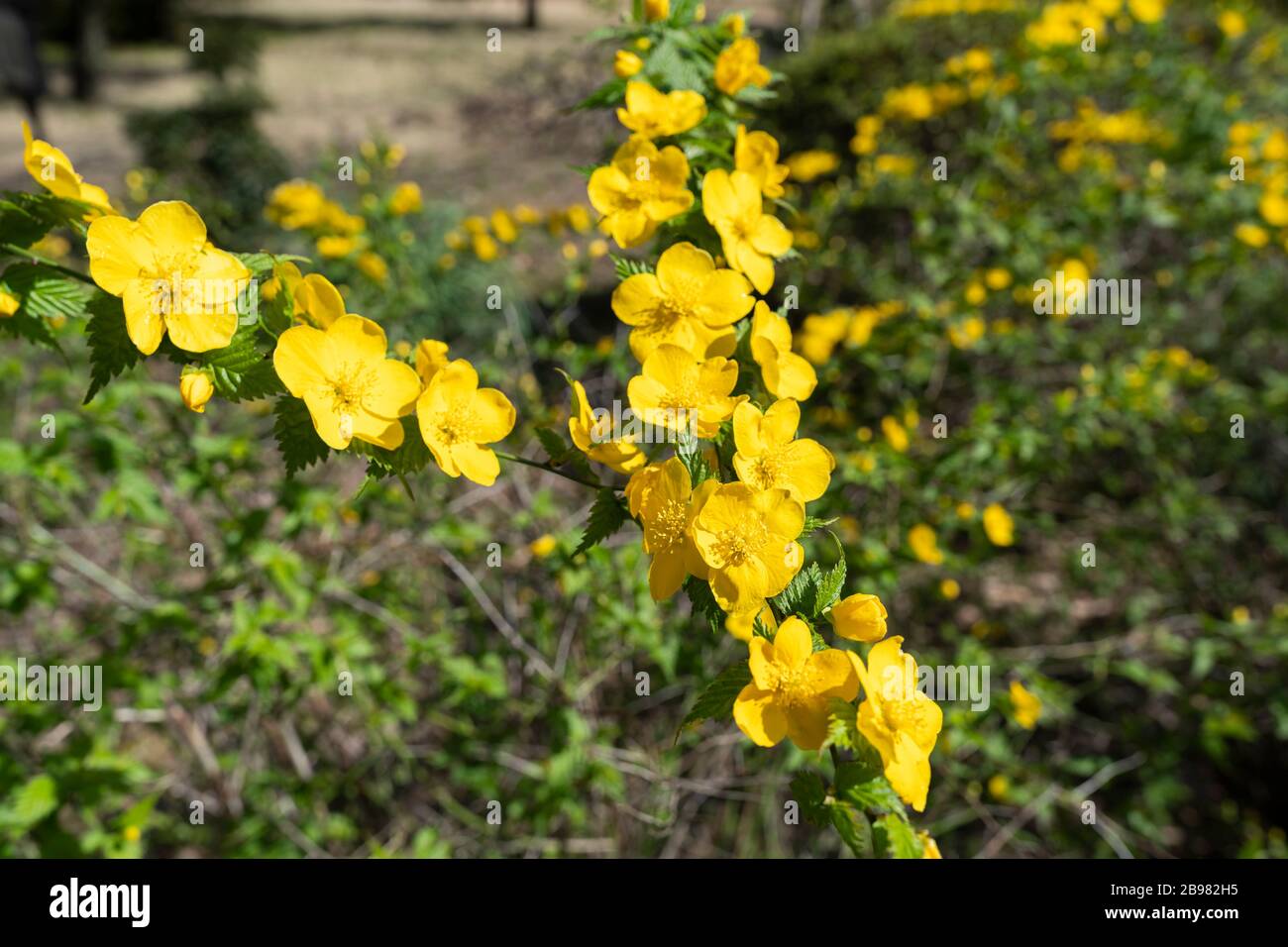 Japanese marigold bush (Kerria japonica), Rikugi-en garden, Bunkyo- Ku ...