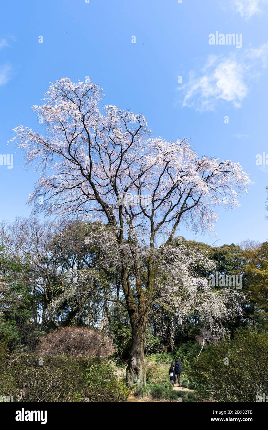 Asian style garden cherry tree hi-res stock photography and images - Alamy