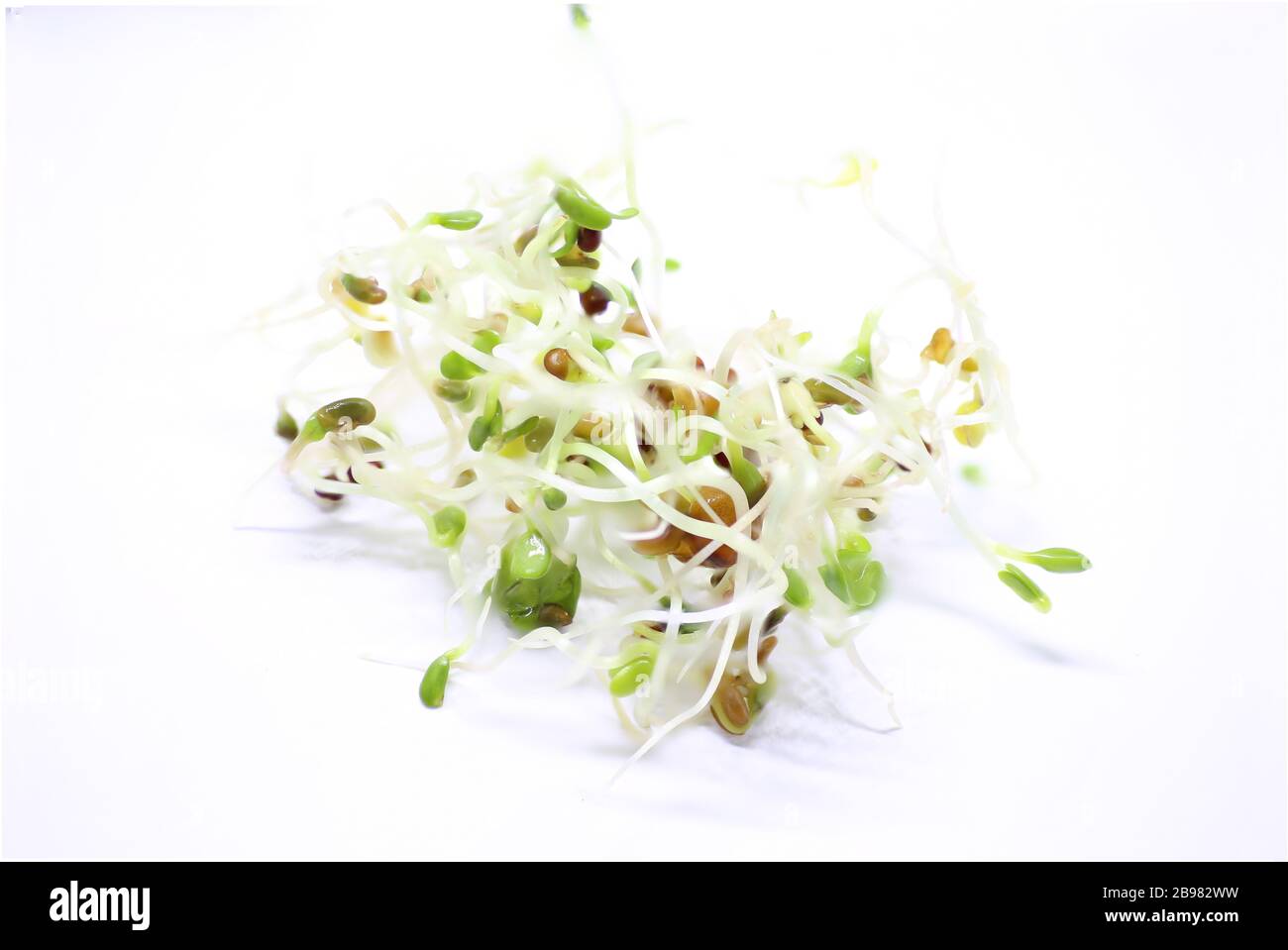 Grow sprouts hi-res stock photography and images - Alamy
