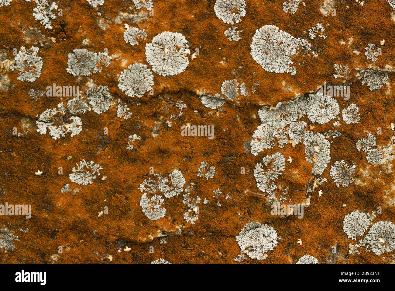 red moss stone background Stock Photo - Alamy