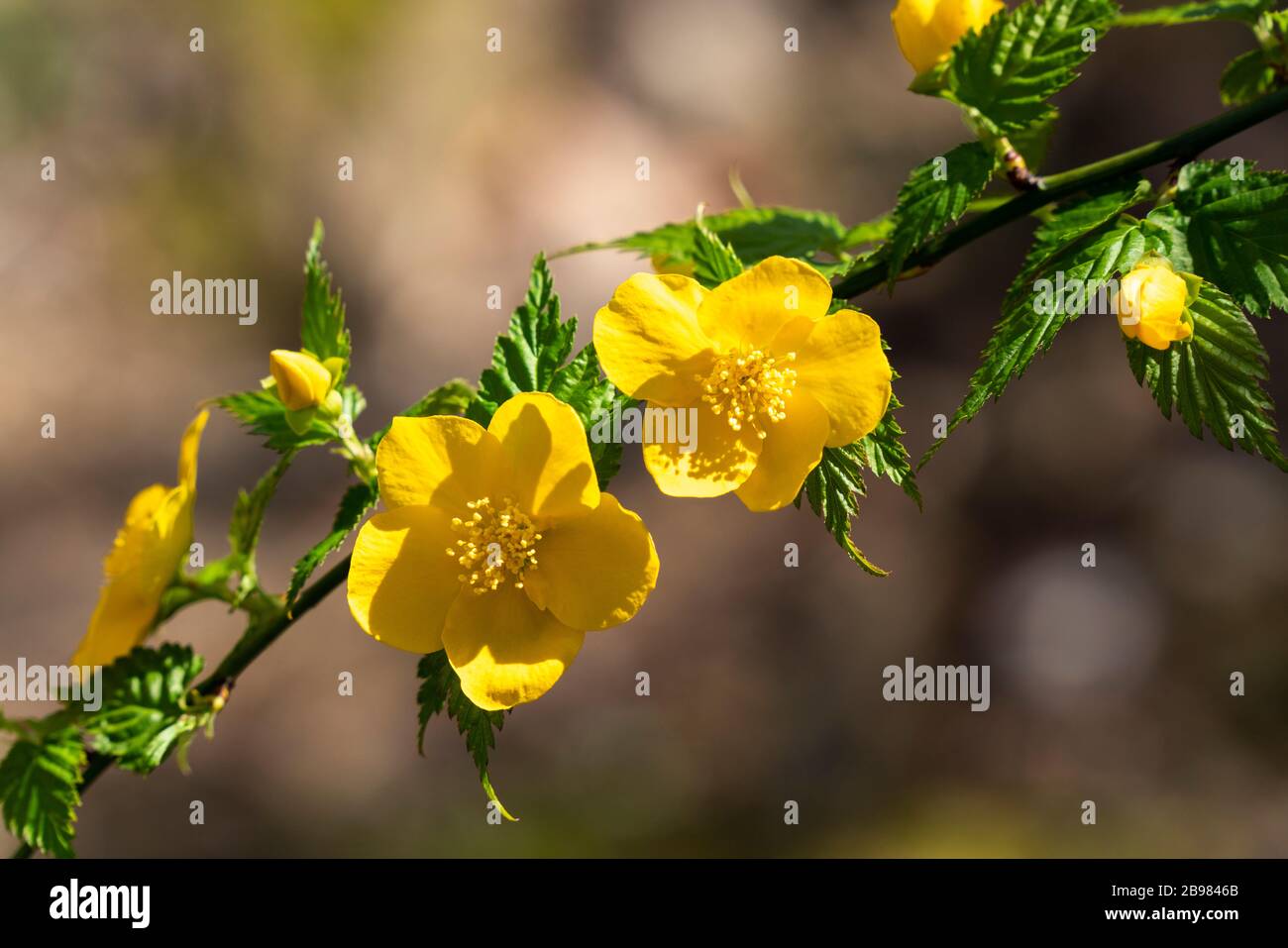 Japanese marigold bush (Kerria japonica), Rikugi-en garden, Bunkyo- Ku ...