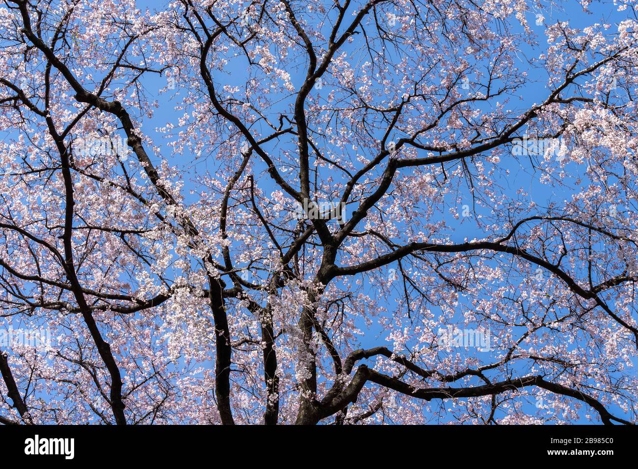 Weeping cherry tree, Rikugi-en garden, Bunkyo- Ku, Tokyo, Japan Stock ...