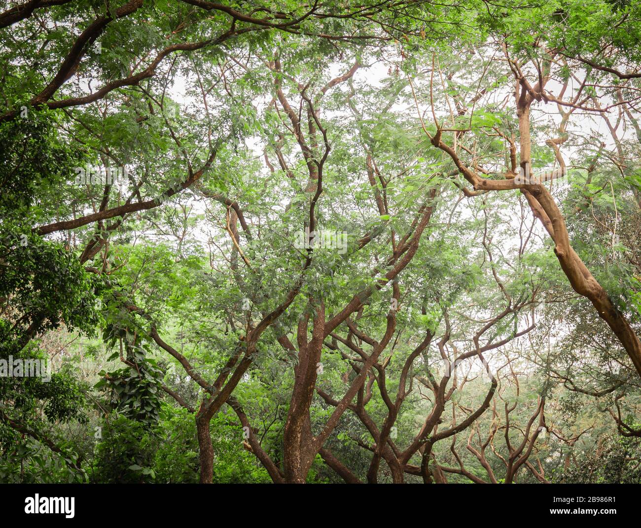 Ancient rain forest with dense trees taken at an elevation angle ...