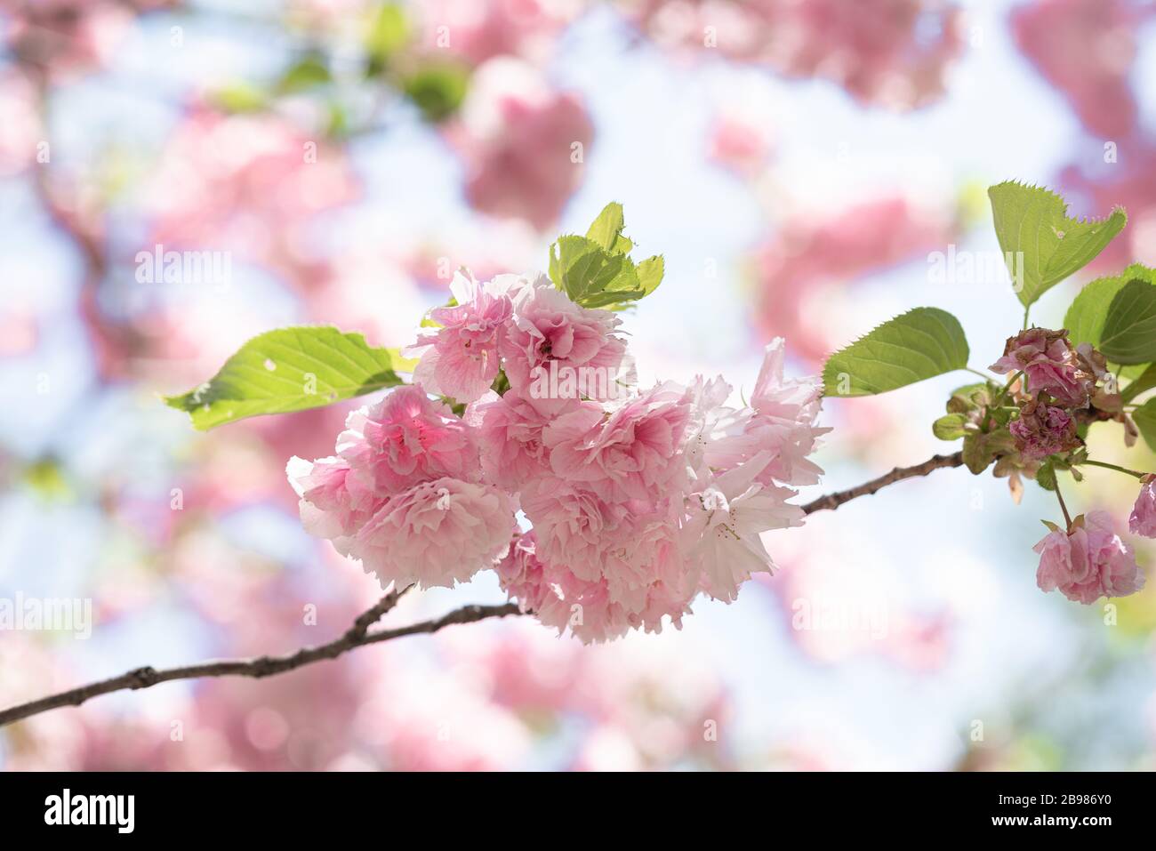 Garden cherry blossom hi-res stock photography and images - Alamy