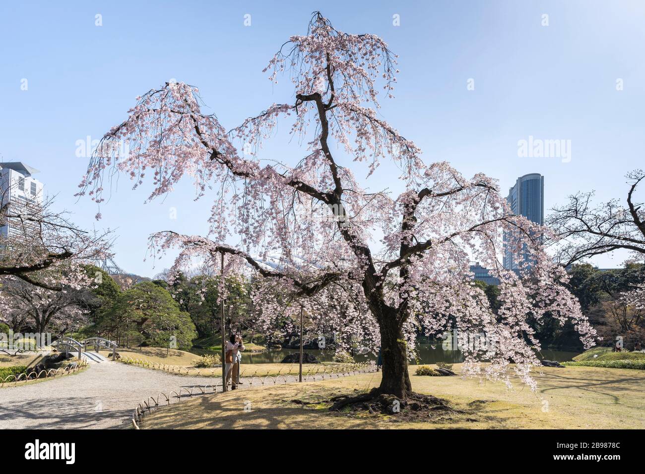 Weeping cherry tree, Koishikawa Korakuen Gardens, Bunkyo-Ku, Tokyo ...
