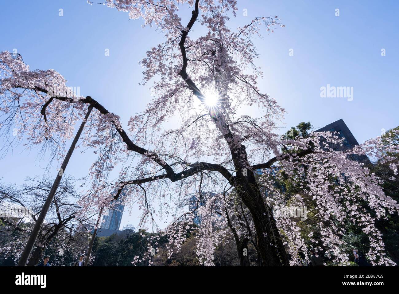 Weeping cherry tree, Koishikawa Korakuen Gardens, Bunkyo-Ku, Tokyo ...