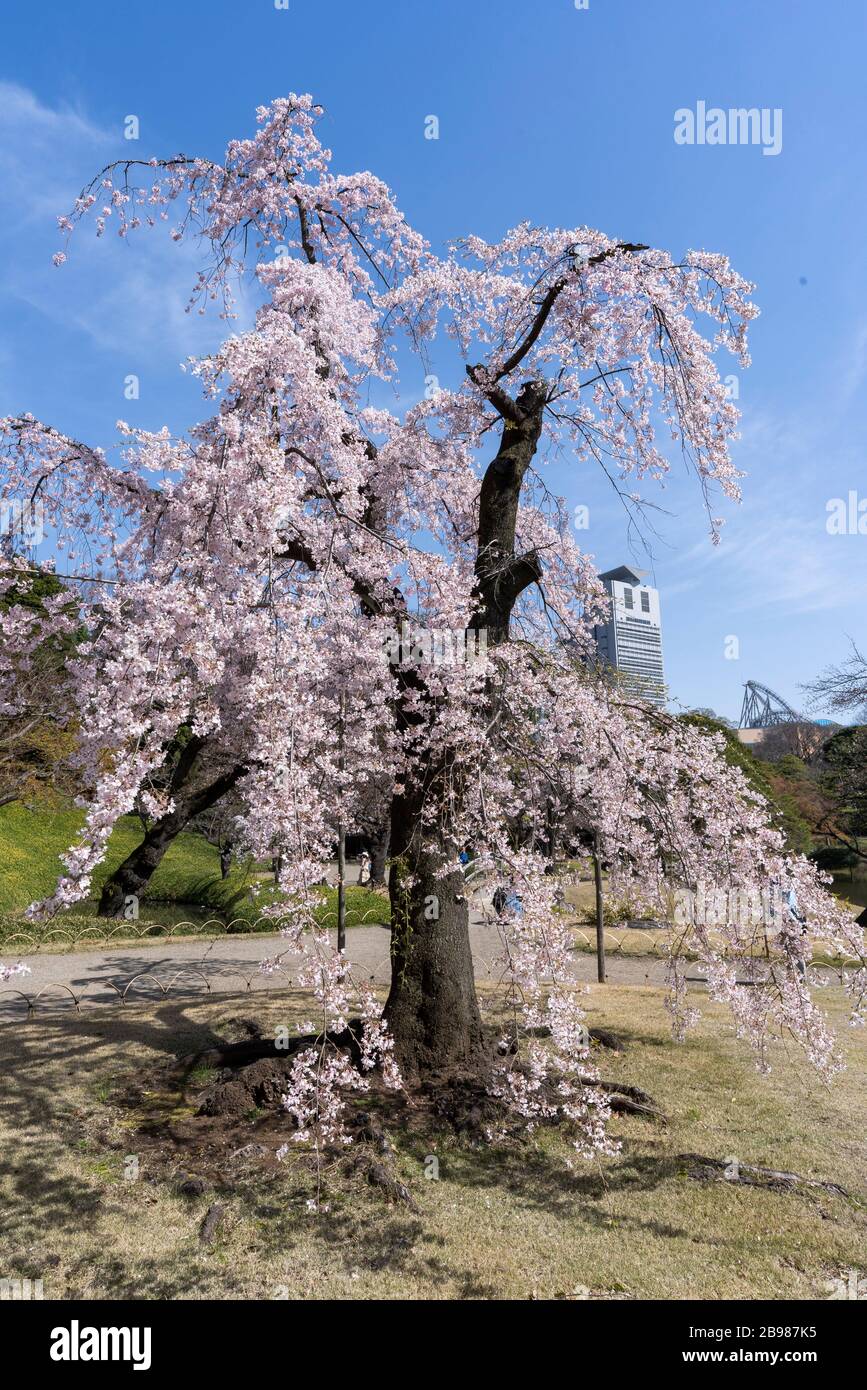 Weeping cherry tree, Koishikawa Korakuen Gardens, Bunkyo-Ku, Tokyo ...