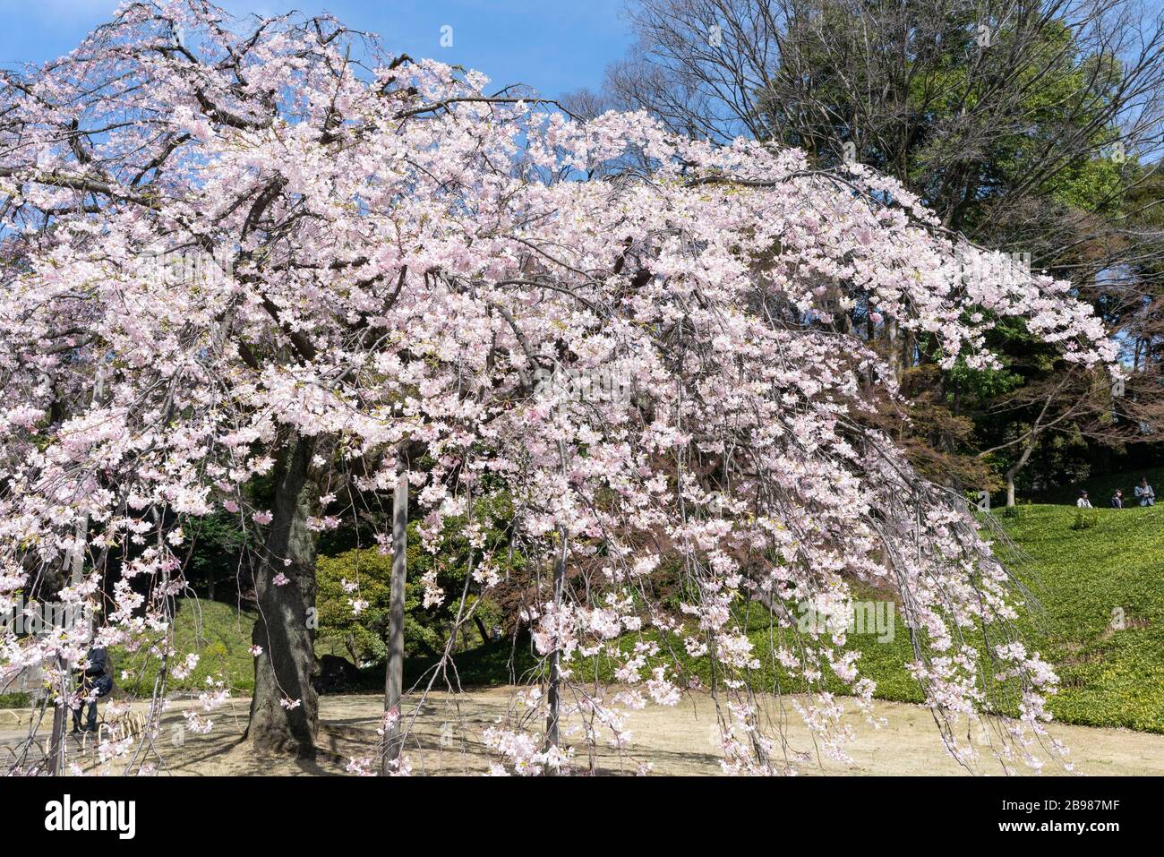 Weeping cherry tree, Koishikawa Korakuen Gardens, Bunkyo-Ku, Tokyo ...