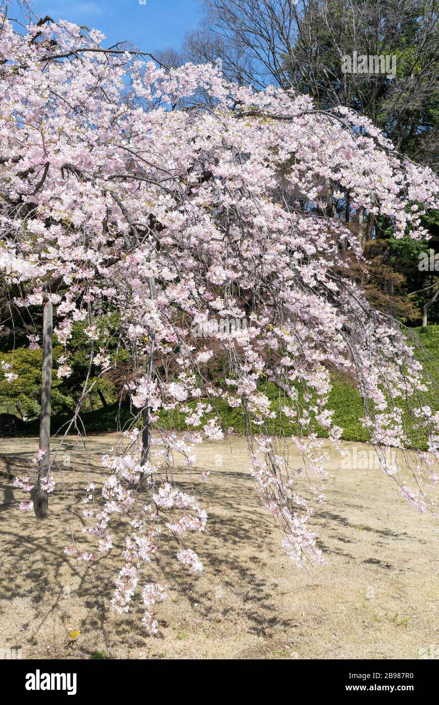 Weeping cherry tree, Koishikawa Korakuen Gardens, Bunkyo-Ku, Tokyo ...