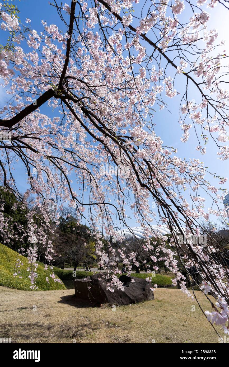 Weeping cherry tree, Koishikawa Korakuen Gardens, Bunkyo-Ku, Tokyo ...