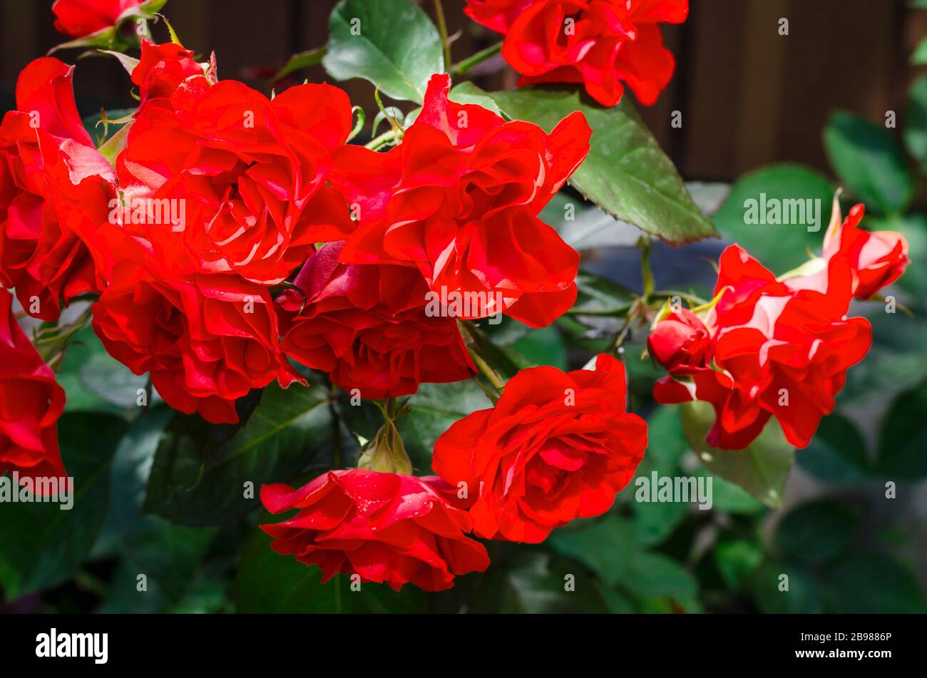 Blooming Beautiful garden roses in front garden. Studio Photo Stock ...