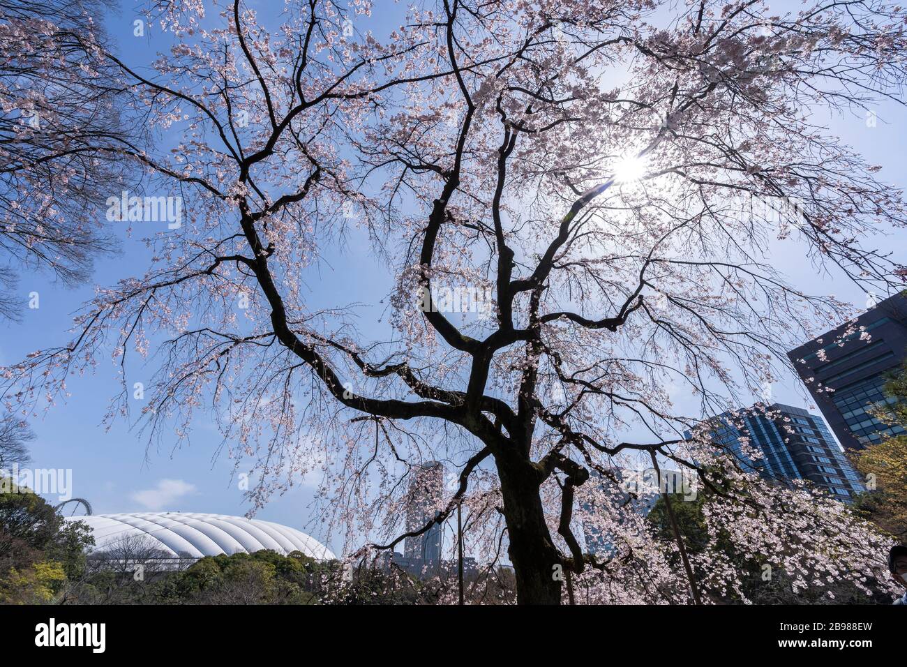 Weeping cherry tree, Koishikawa Korakuen Gardens, Bunkyo-Ku, Tokyo ...
