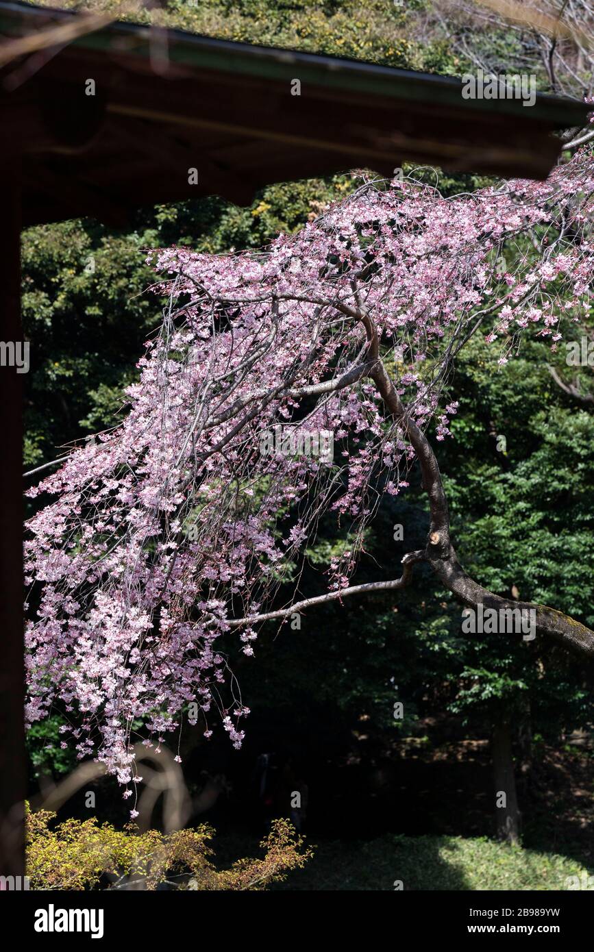Weeping cherry tree, Koishikawa Korakuen Gardens, Bunkyo-Ku, Tokyo ...