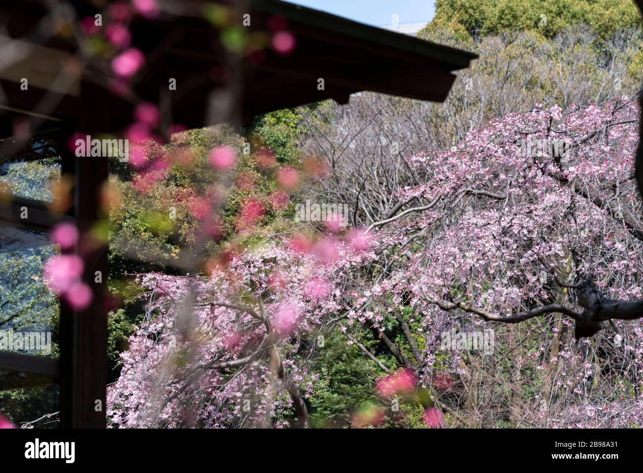 Weeping cherry tree, Koishikawa Korakuen Gardens, Bunkyo-Ku, Tokyo ...