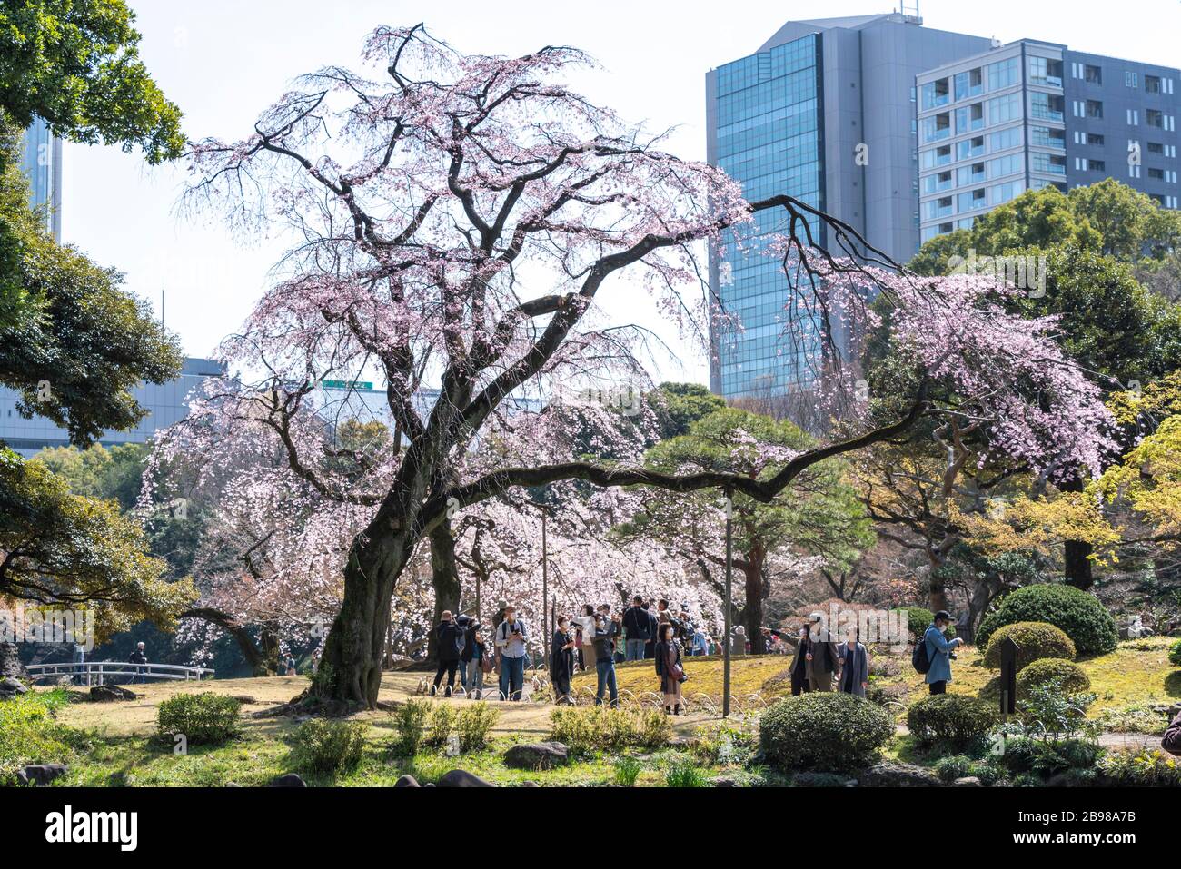 Weeping cherry tree, Koishikawa Korakuen Gardens, Bunkyo-Ku, Tokyo ...