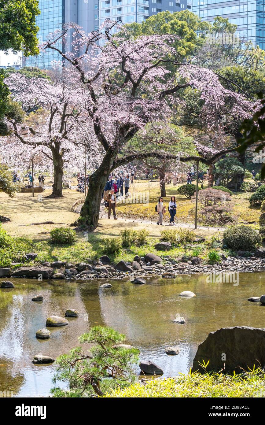 Weeping cherry tree, Koishikawa Korakuen Gardens, Bunkyo-Ku, Tokyo ...