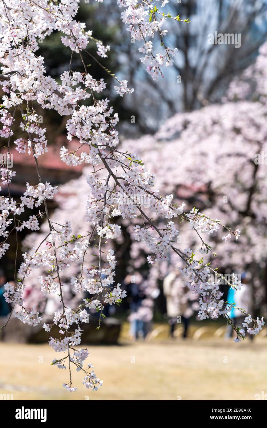 Weeping cherry tree, Koishikawa Korakuen Gardens, Bunkyo-Ku, Tokyo ...