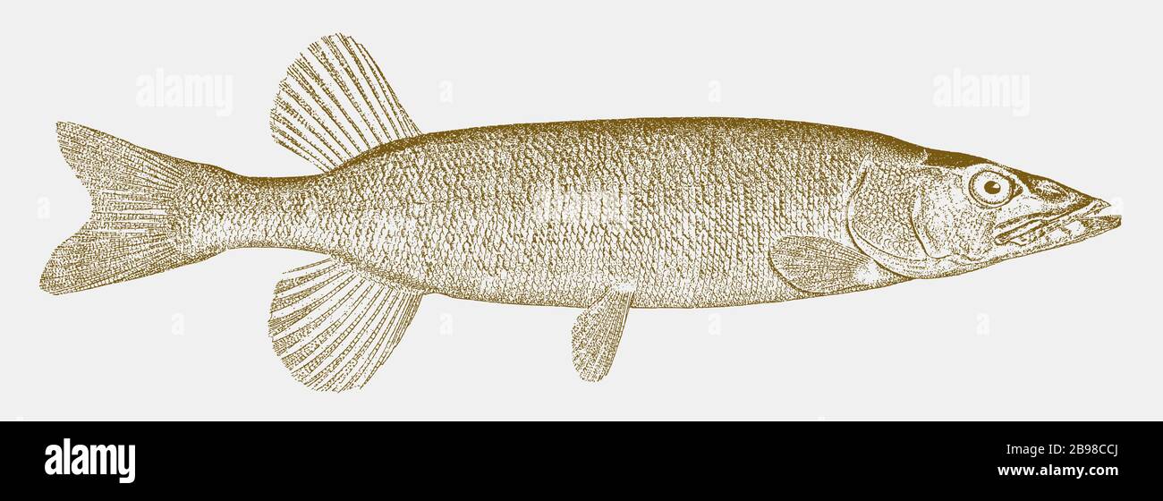 Redfin pickerel hi-res stock photography and images - Alamy