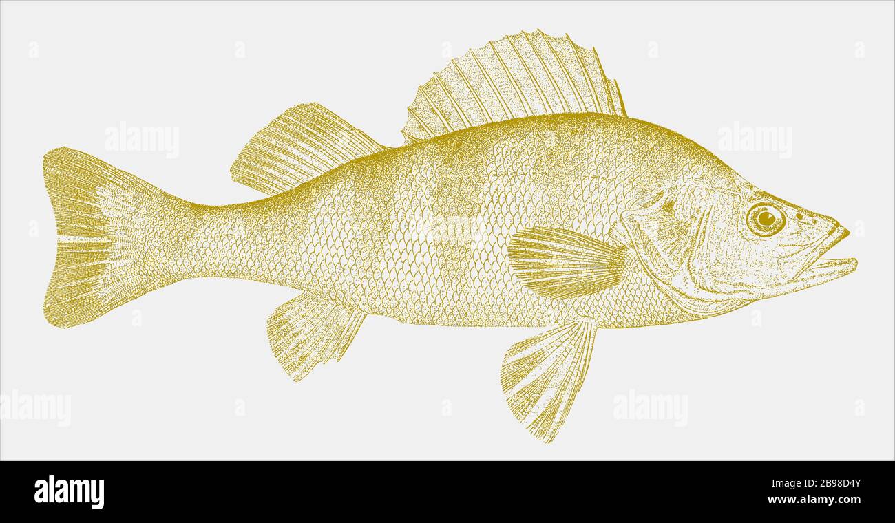 Coontail hi-res stock photography and images - Alamy