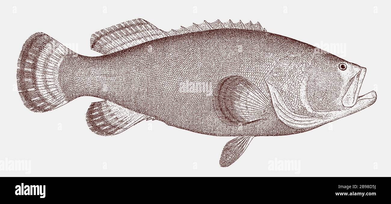Atlantic Goliath Grouper
