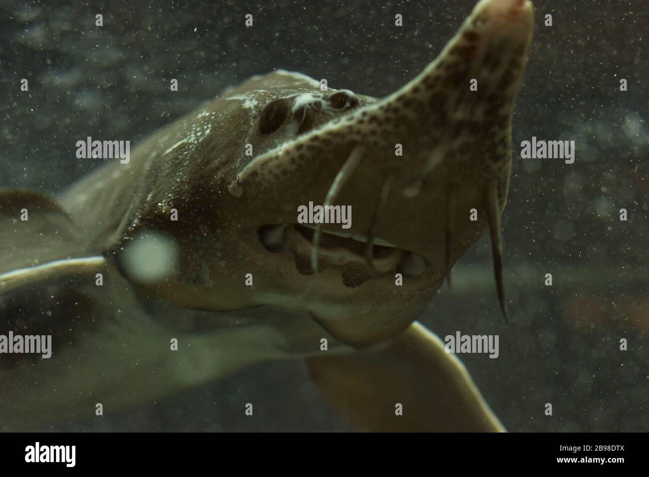 Sturgeons fish in water tank Stock Photo - Alamy