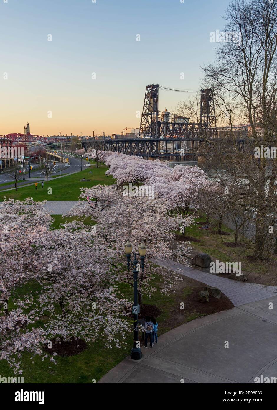 Spring Cherry Blossoms on Waterfront Portland, Oregon, USA Stock Photo ...