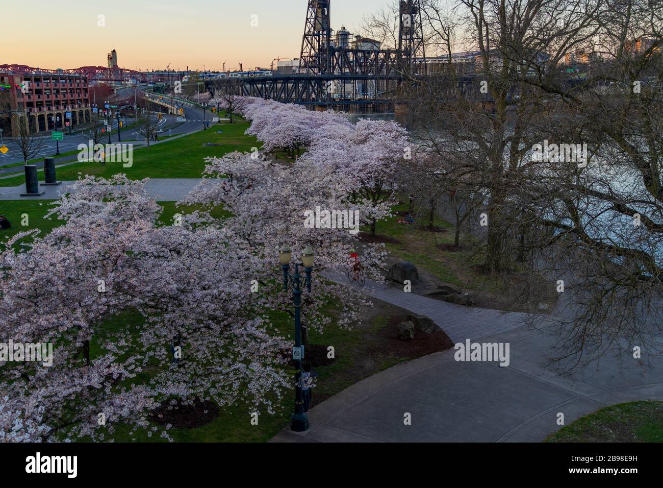 Spring Cherry Blossoms on Waterfront Portland, Oregon, USA Stock Photo ...