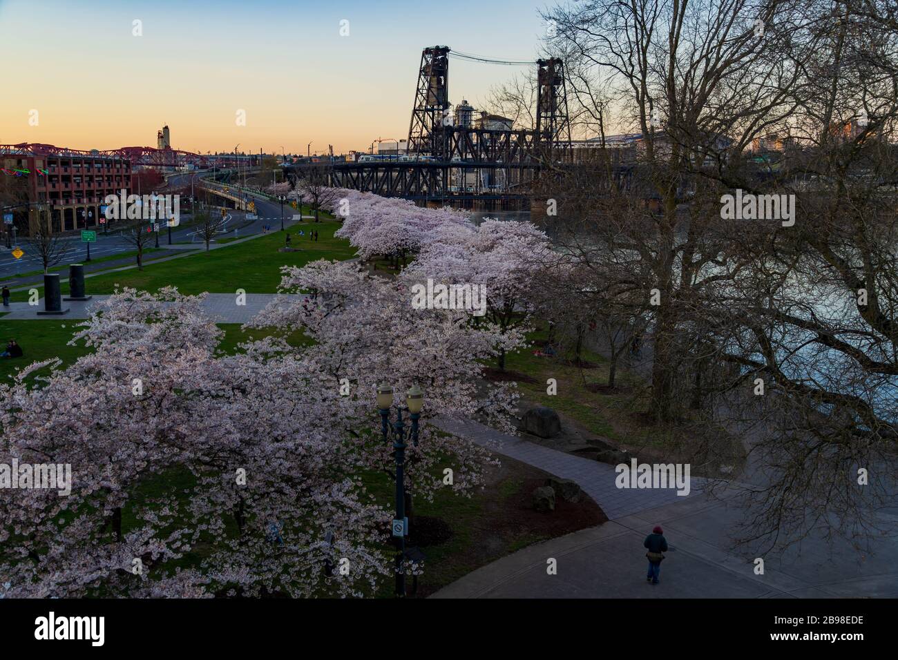 Spring Cherry Blossoms on Waterfront Portland, Oregon, USA Stock Photo ...