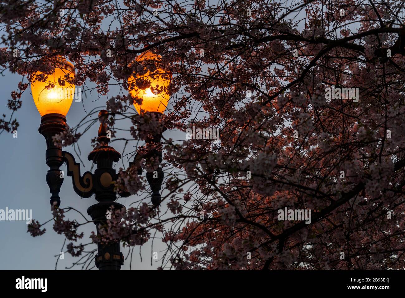 Spring Cherry Blossoms on Waterfront Portland, Oregon, USA Stock Photo ...