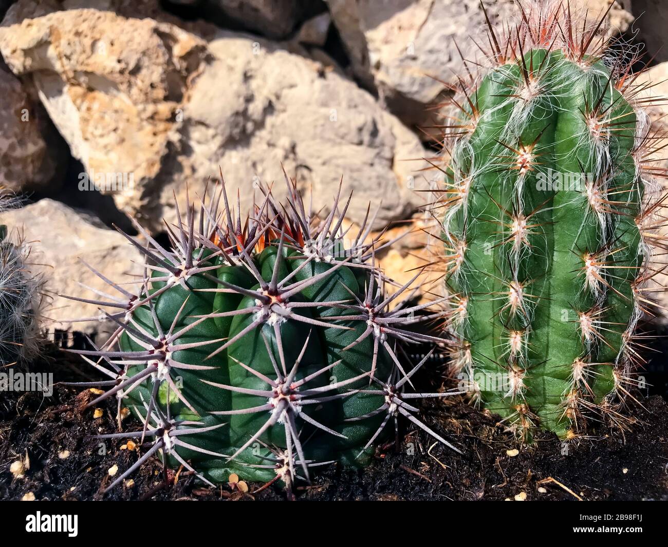 Green cacti grow in ground on background of stones Stock Photo - Alamy