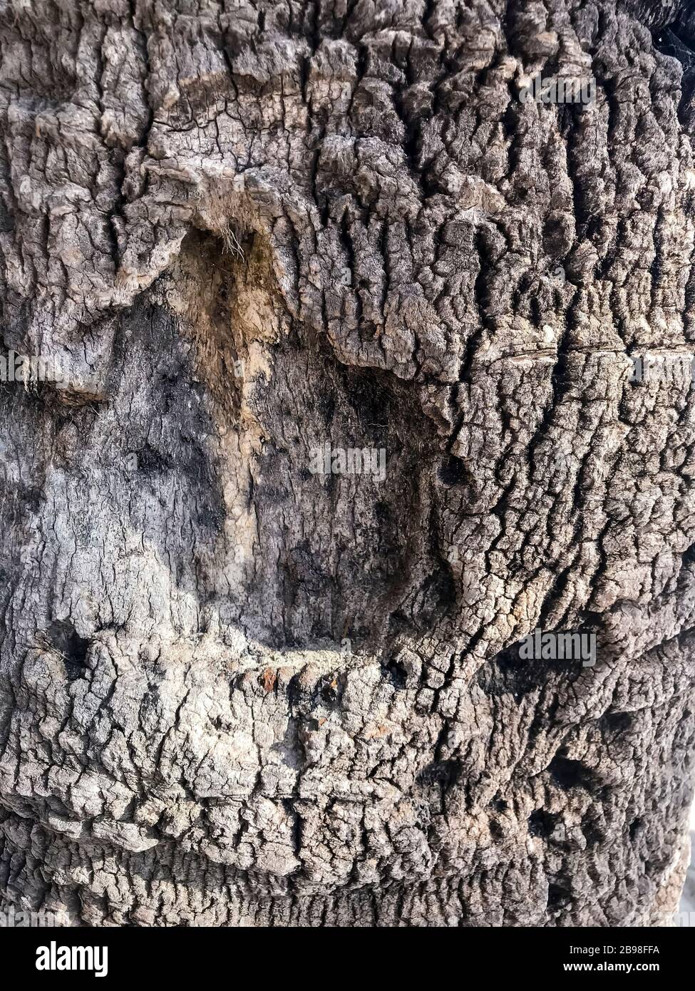 Natural rough bark of tropical trees. Studio Photo Stock Photo - Alamy