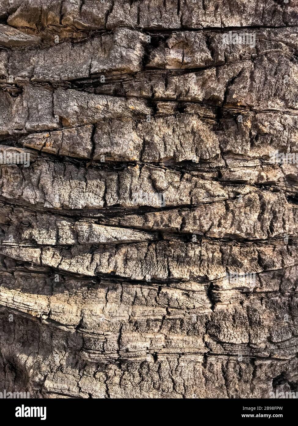 Natural rough bark of tropical trees. Studio Photo Stock Photo - Alamy