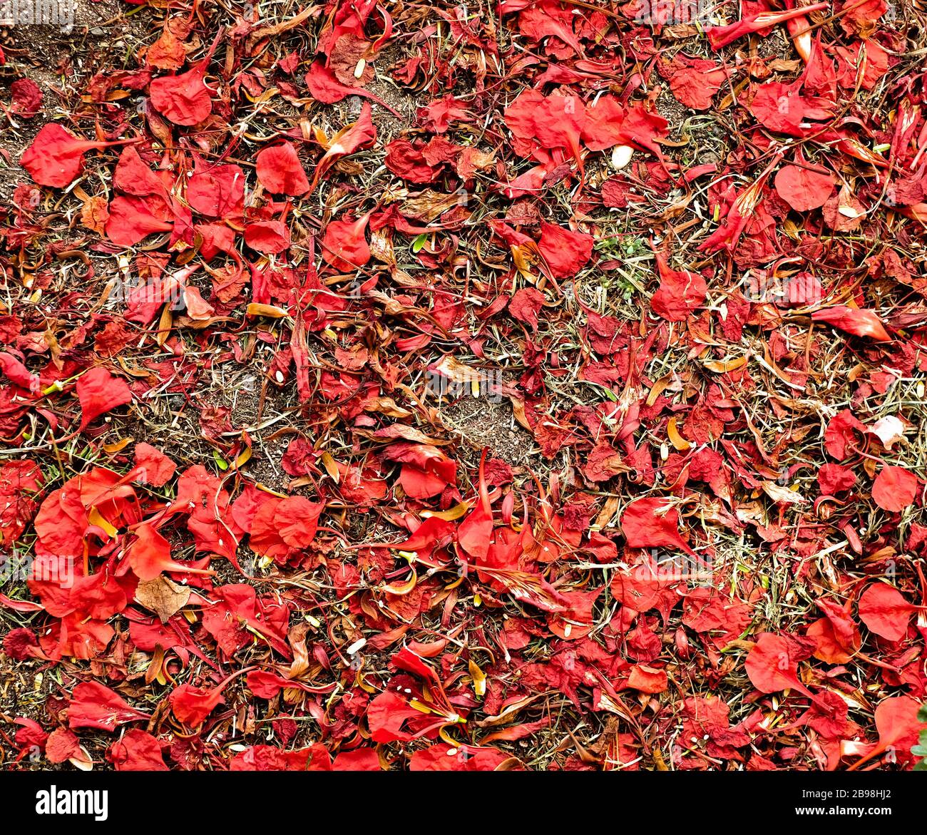 Simple potpourri composition, red petals on ground Stock Photo - Alamy