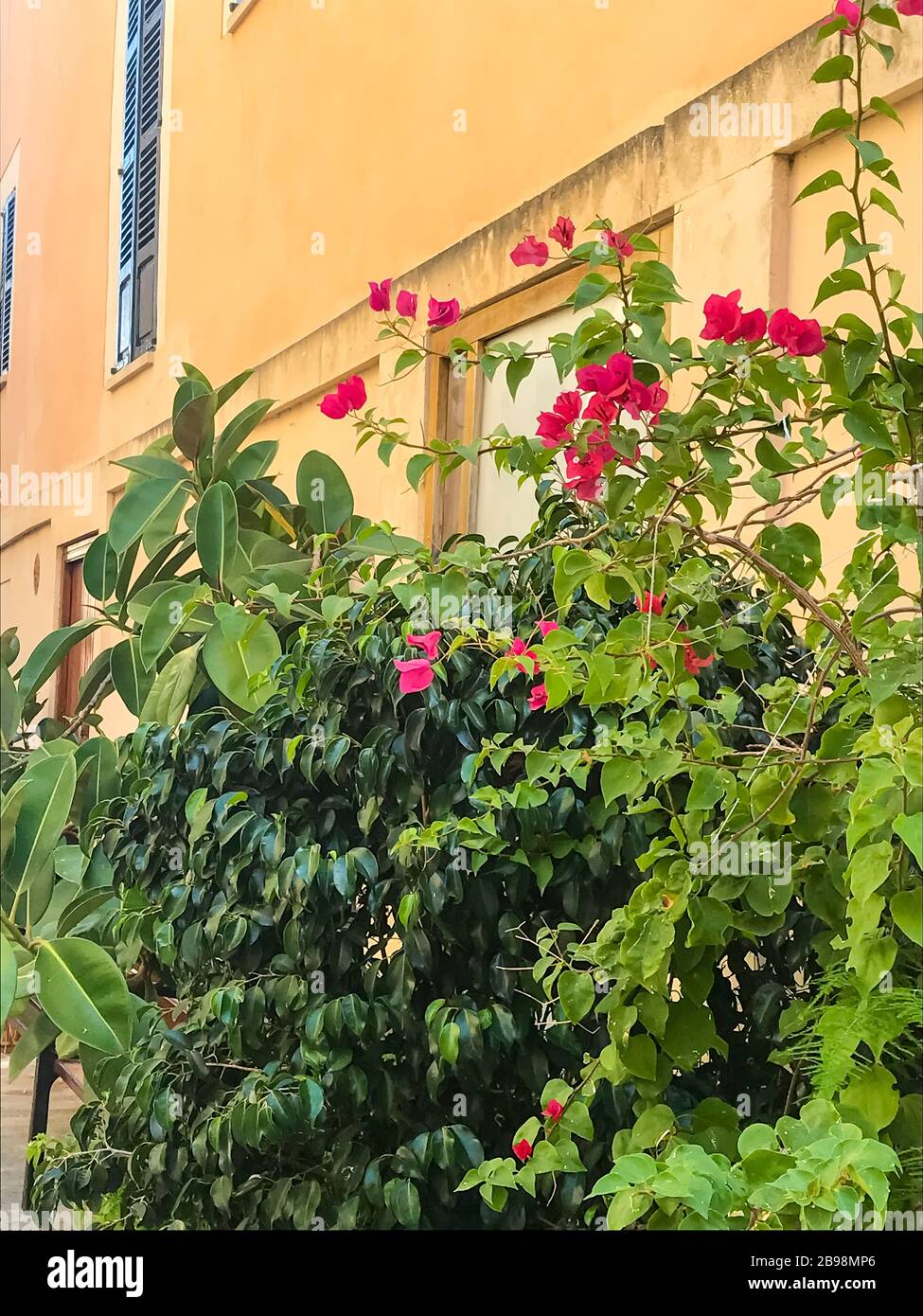 Flowering plants and potted flowers decorating building facades. Studio ...