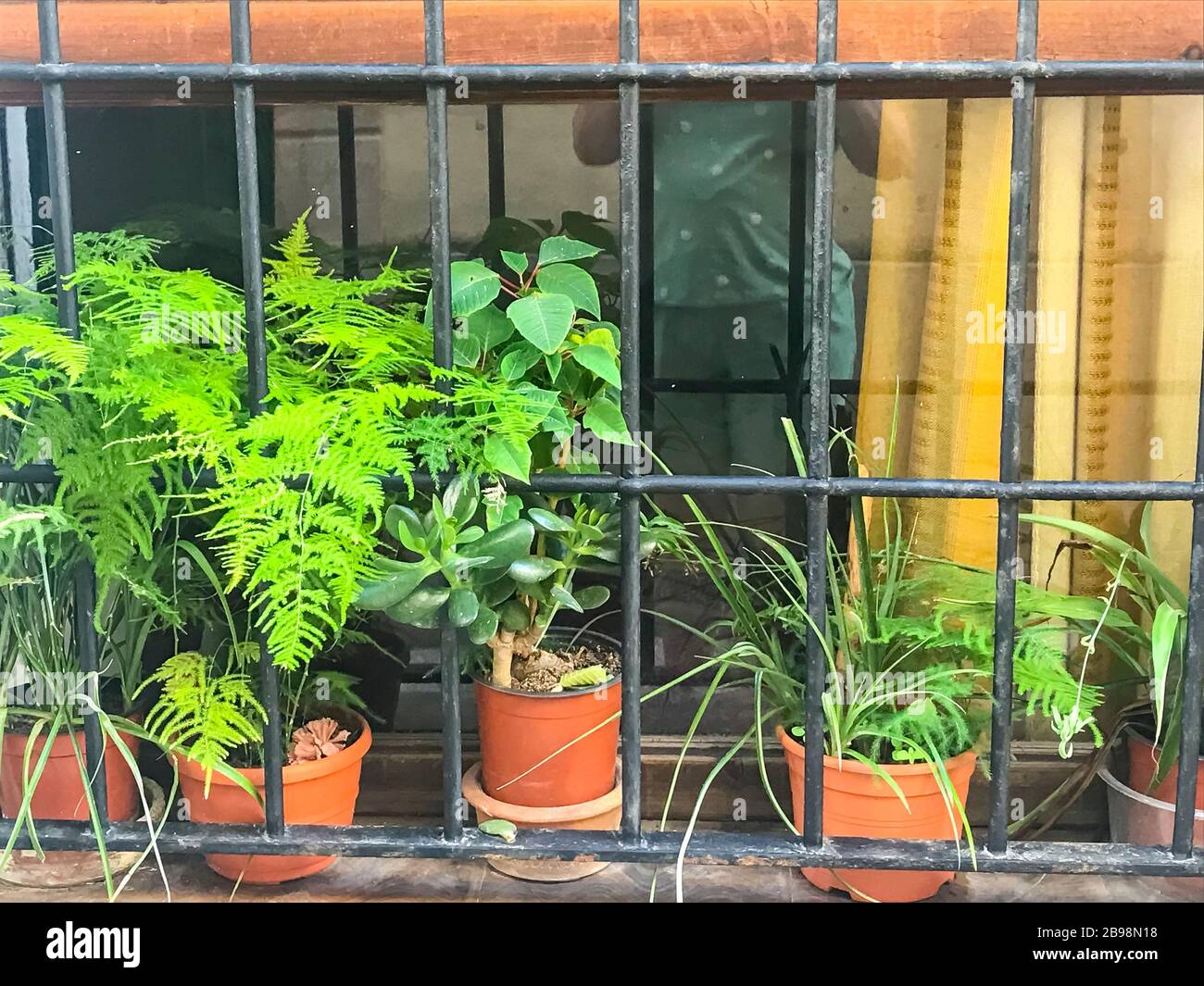 Flowering plants and potted flowers decorating building facades. Studio ...