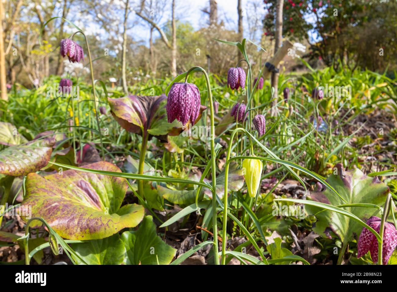 Delicate purple fritillary or snake's head lily, (Fritillaria meleagris ...