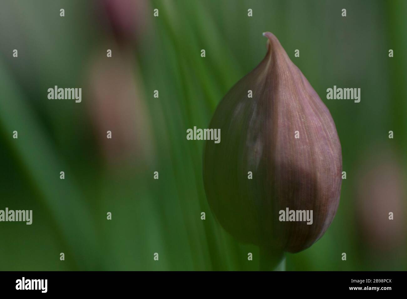 Chive plants hi-res stock photography and images - Alamy