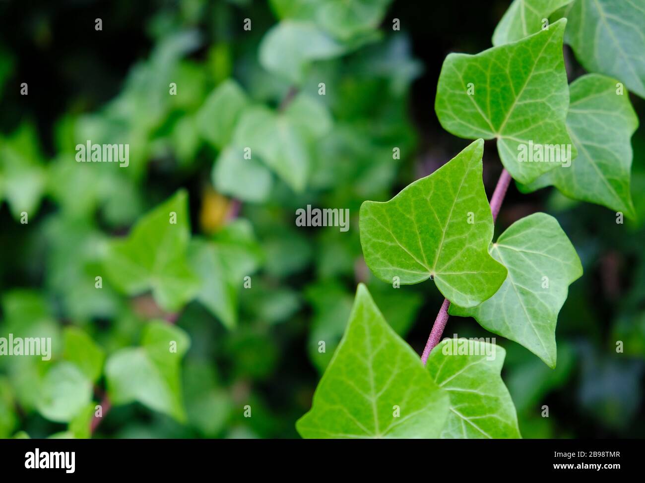 Ivy leaves on soft blurred ivy background Stock Photo - Alamy
